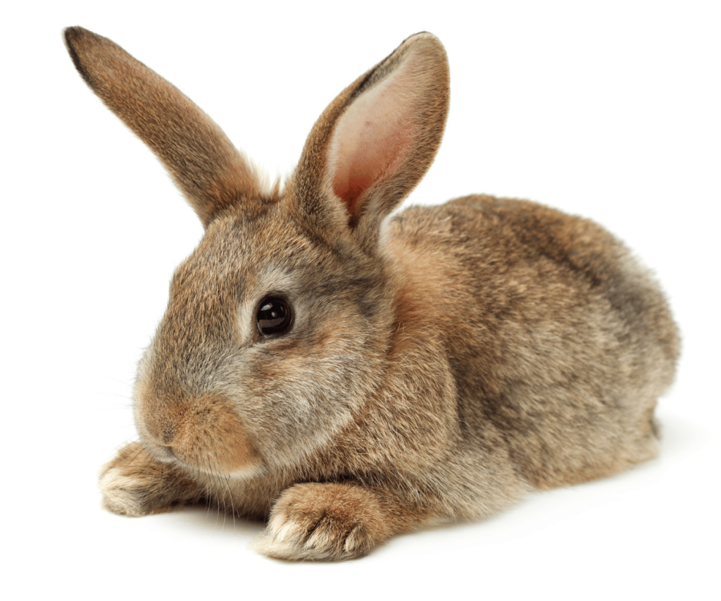 Petco Drives +13% in Search Conversions with Constructor